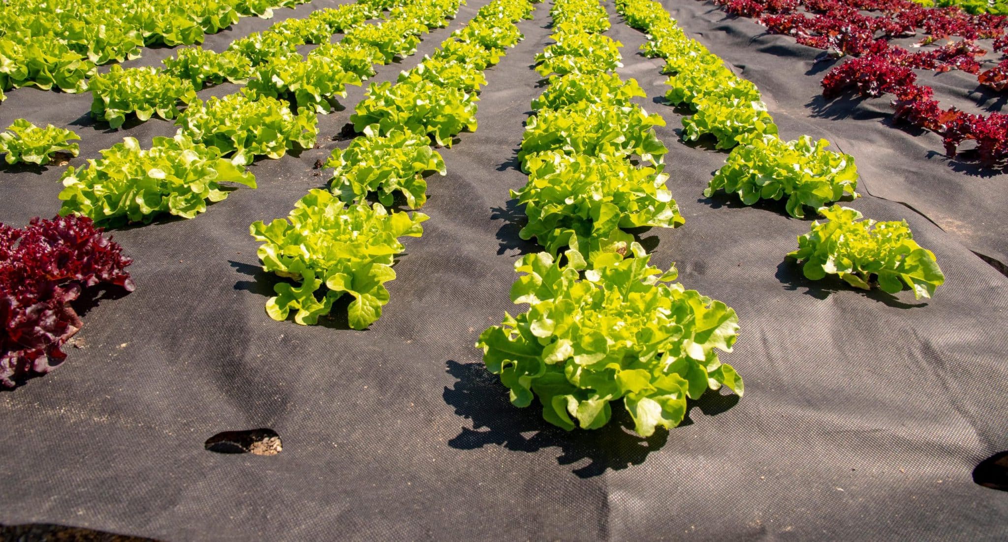 Biologisch gronddoek - devakhandel.nl
