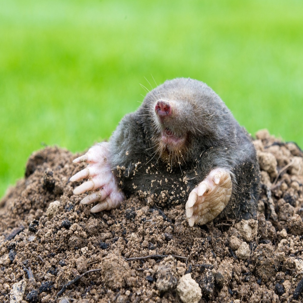 Mollen verjagen? - devakhandel.nl