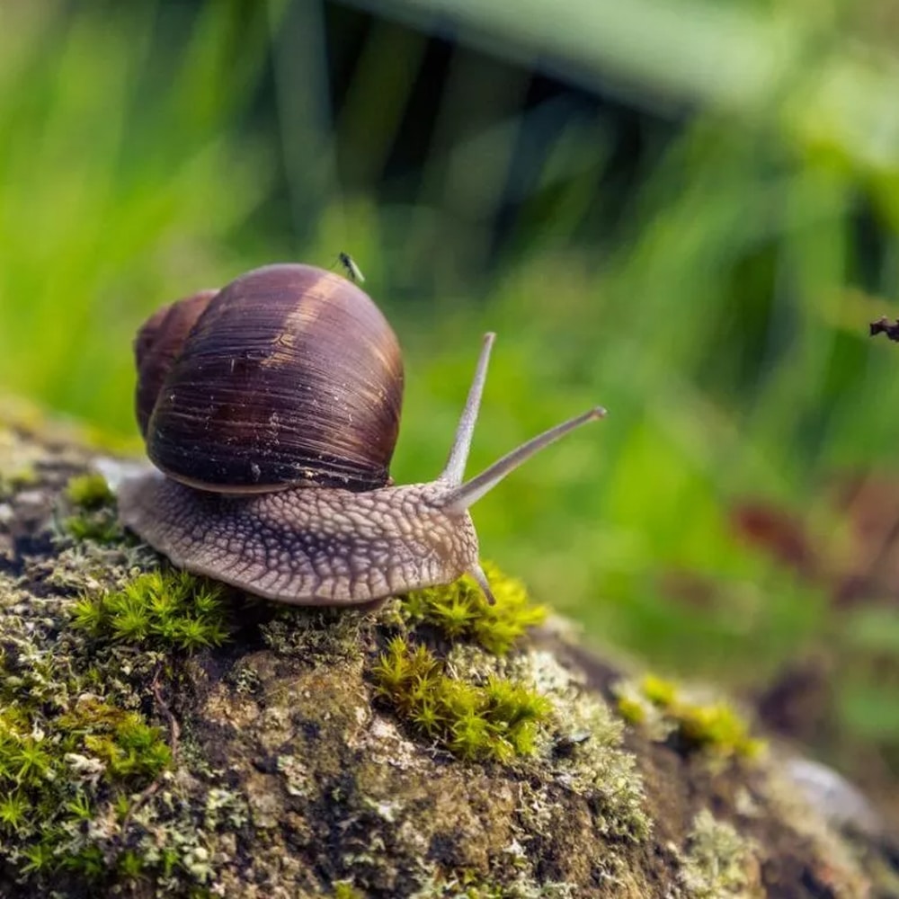 Slakken bestrijden? - devakhandel.nl