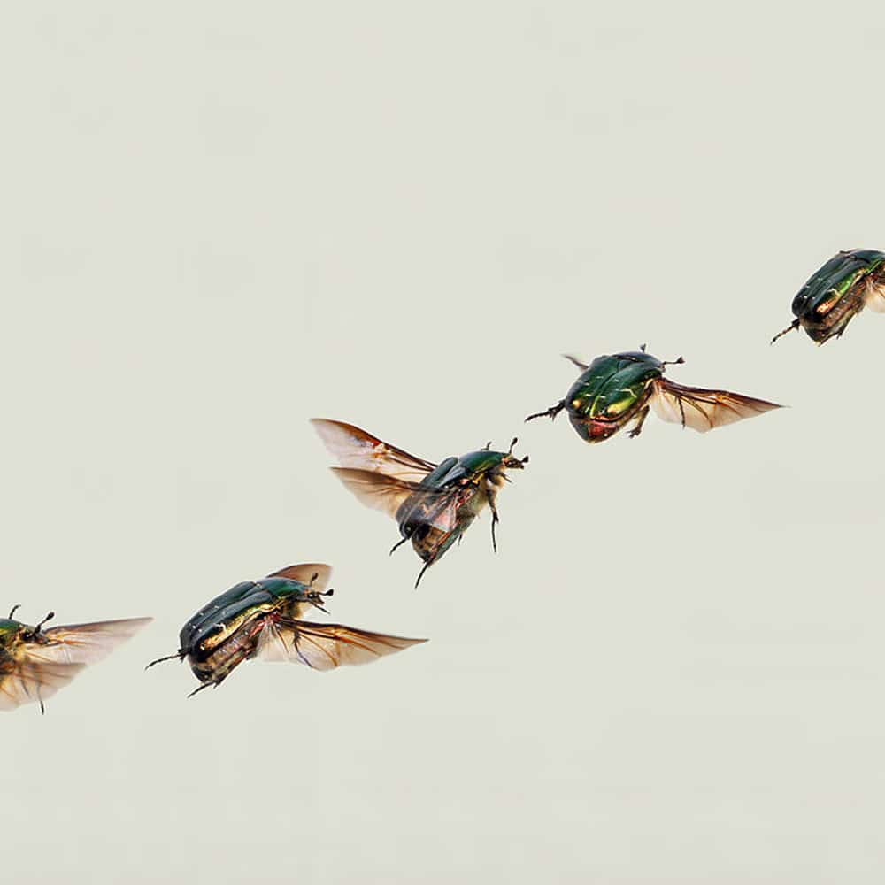 Vliegende insecten - devakhandel.nl